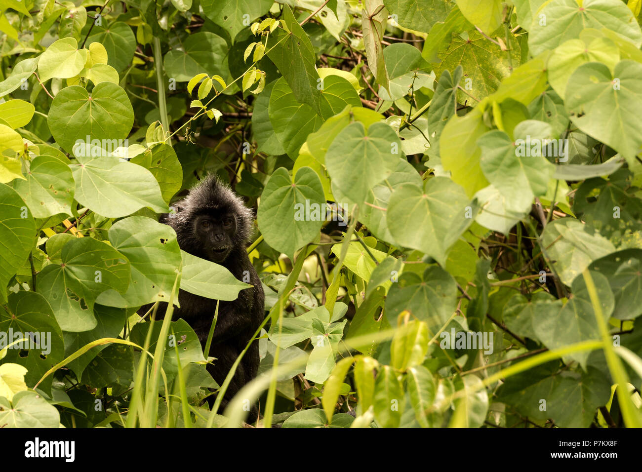 A lutung sitting in the dense green of the jungle of Sumatra, Indonesia ...