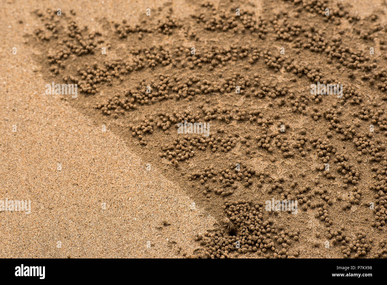 Cleaning shellfish hi-res stock photography and images - Alamy