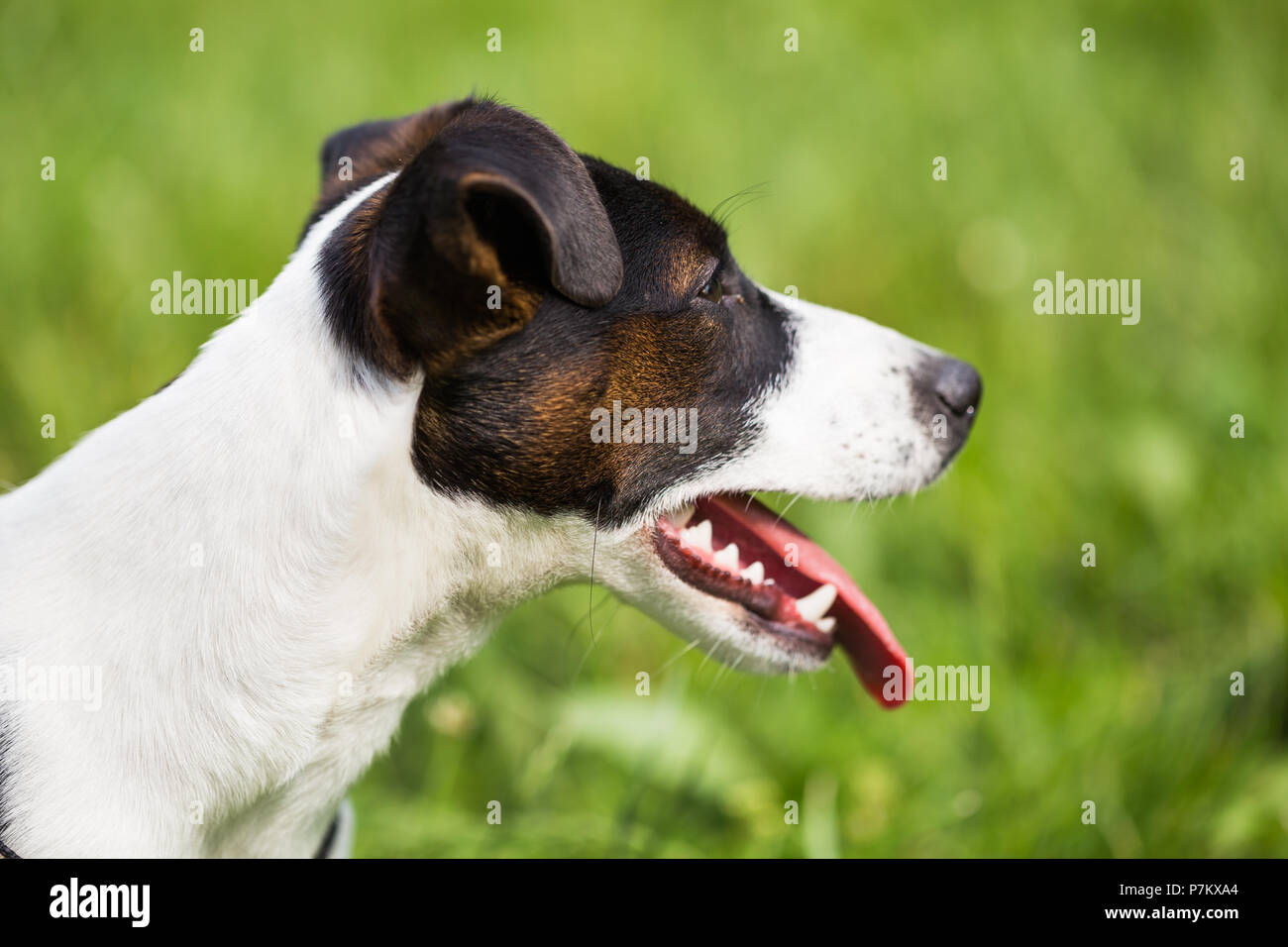 Close up portrait of beautiful dog Jack Russell Terrier in the nature ...