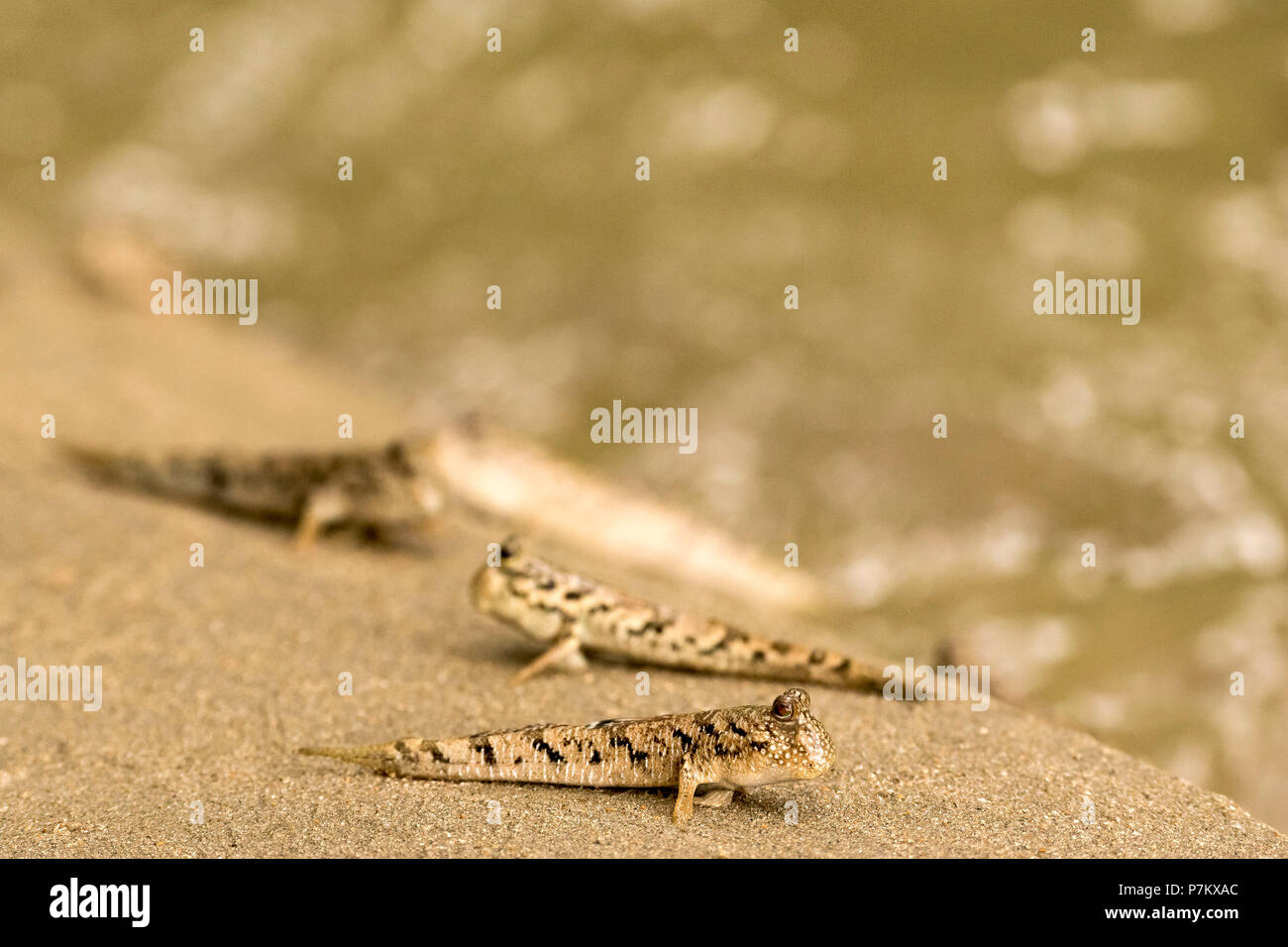 Mudskipper in Indonesia Stock Photo - Alamy