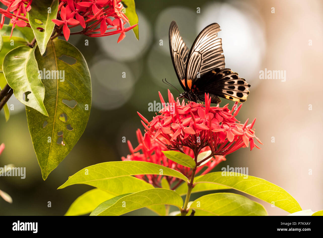 Mormon butterfly on the Banyak Islands Stock Photo - Alamy