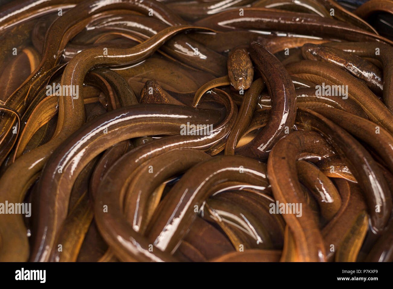 South east asia fauna hi-res stock photography and images - Alamy