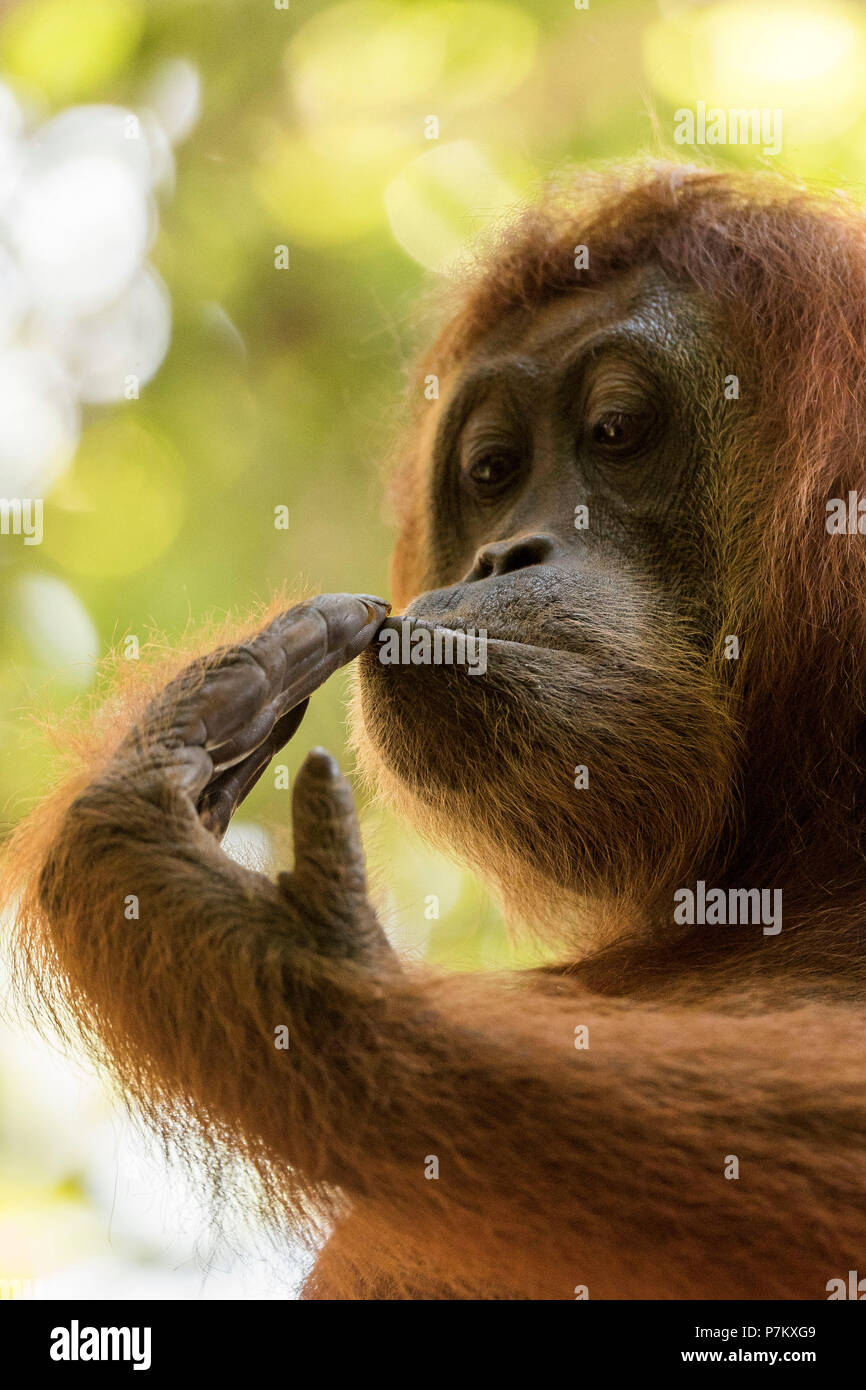 Orangutan hand hi-res stock photography and images - Alamy