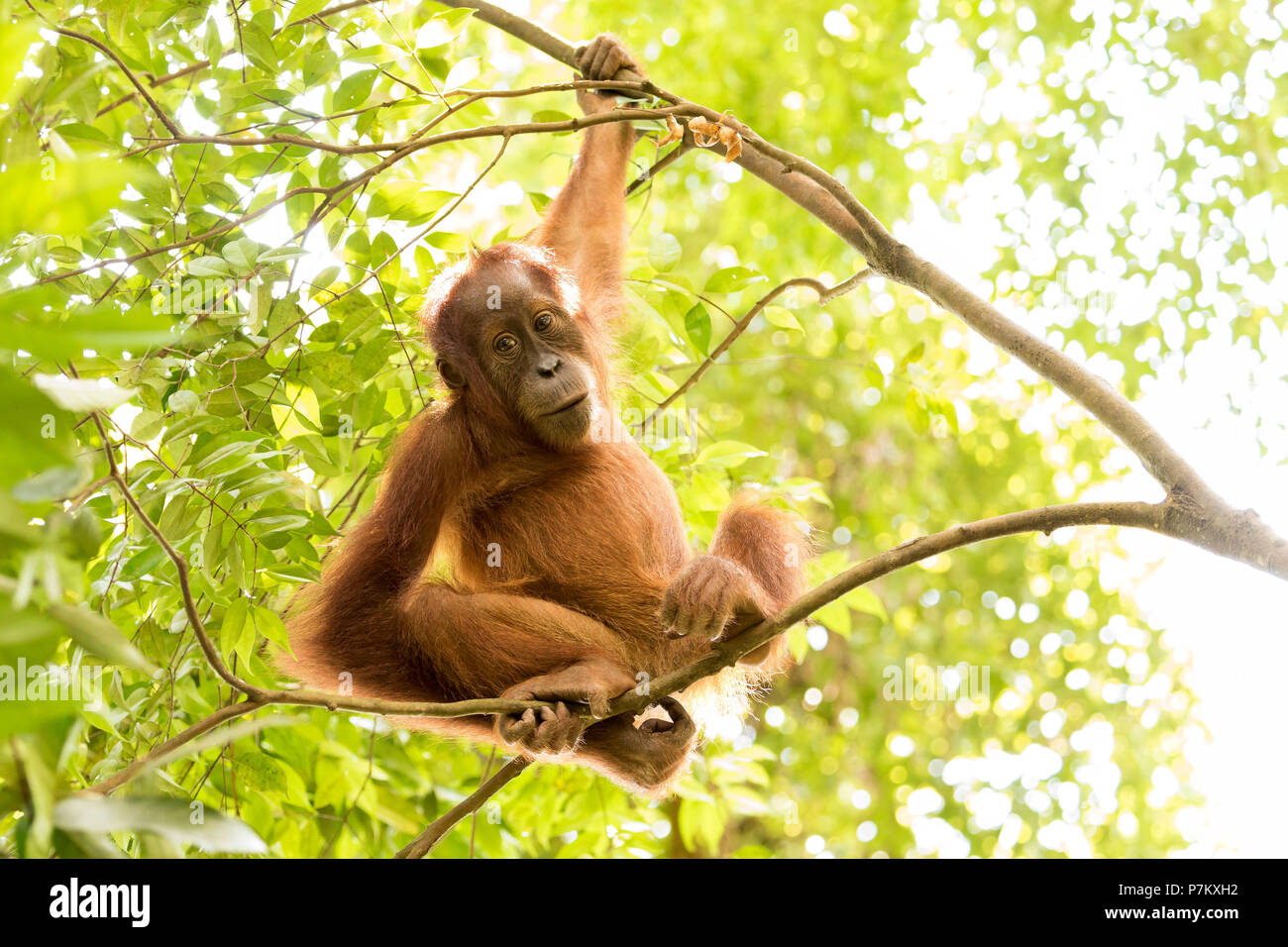 Young orangutan in the jungle, sitting on thin branches and looking ...