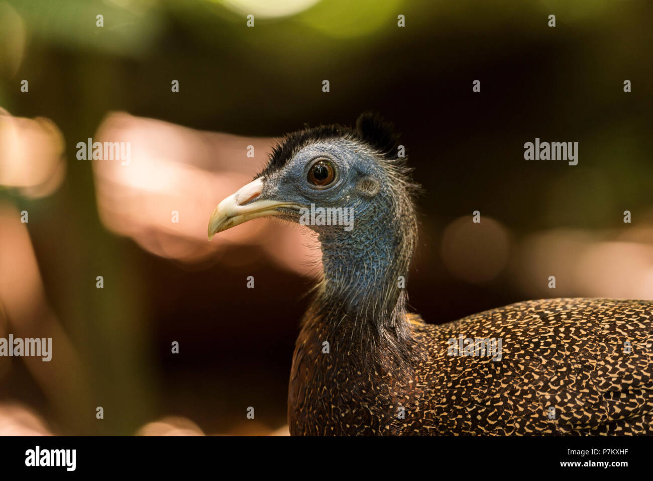 Great argus pheasant male bird hi-res stock photography and images - Alamy