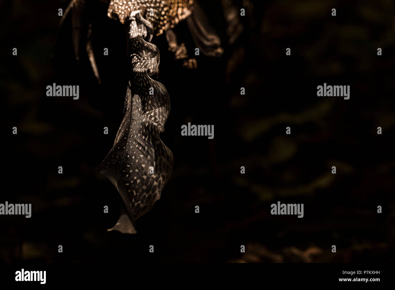 Great Argus Pheasant High Resolution Stock Photography and Images - Alamy