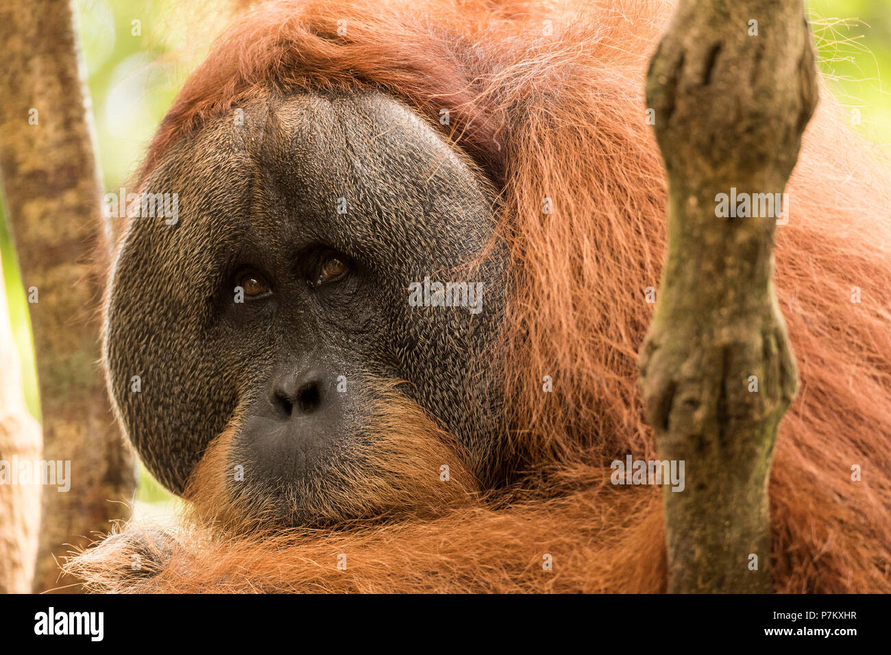 Male orangutan in the in indonesian jungle Stock Photo - Alamy