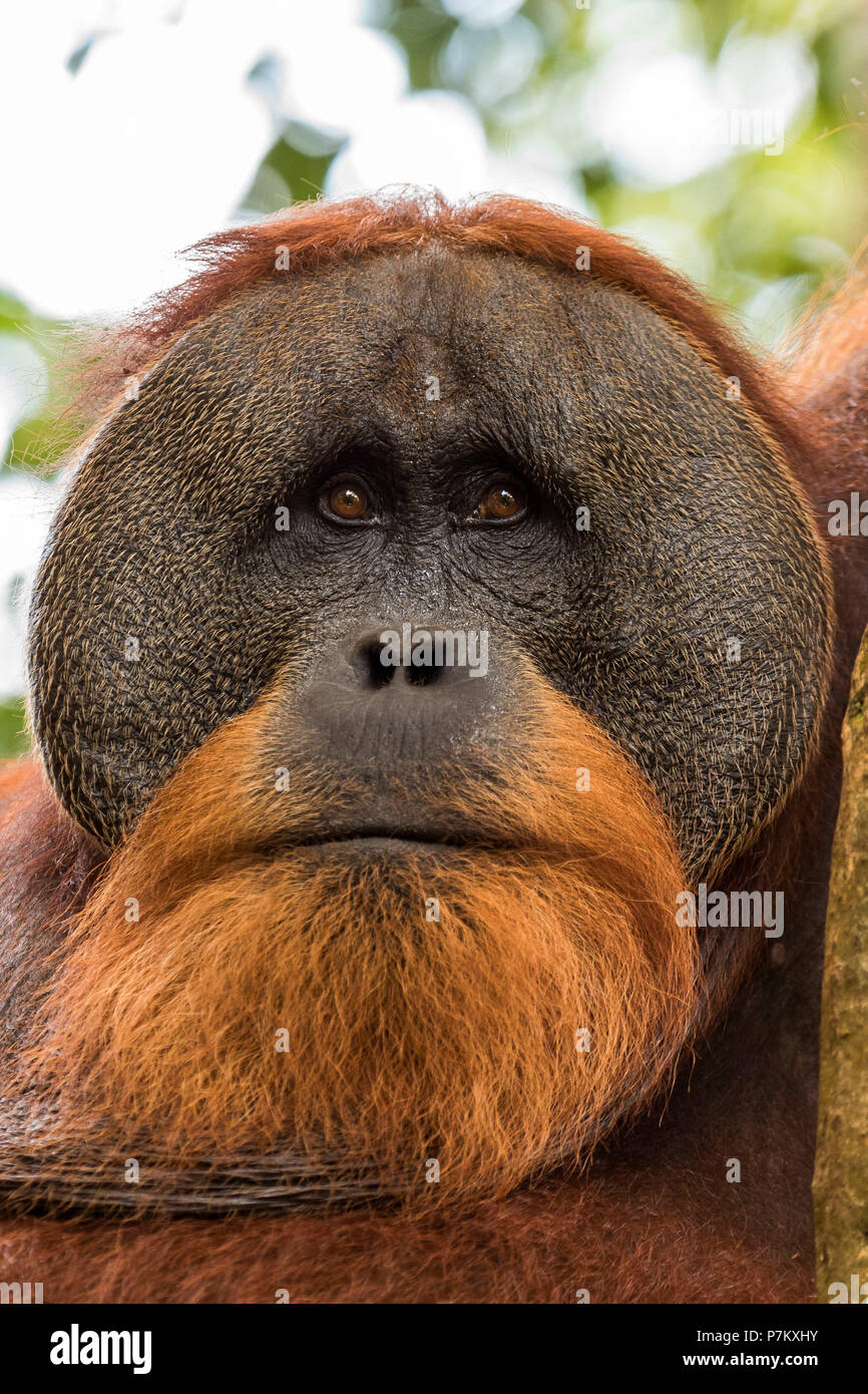 Male orangutan in branches Stock Photo - Alamy