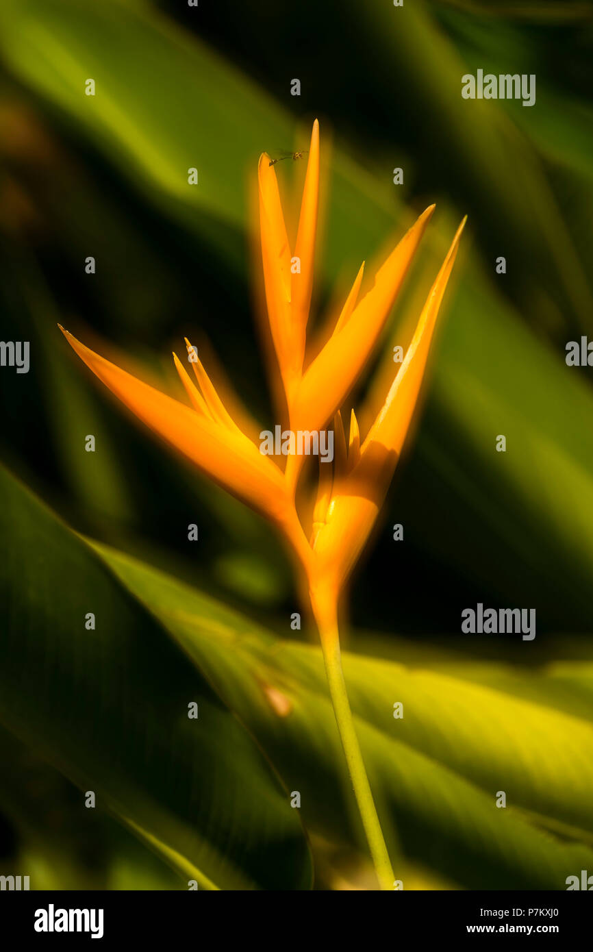 Orange inflorescence of a heliconia Stock Photo - Alamy
