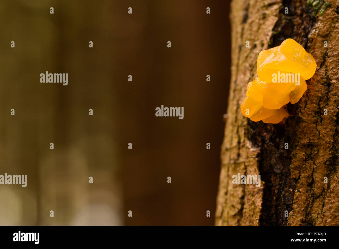 Tree brain fungus hi-res stock photography and images - Alamy