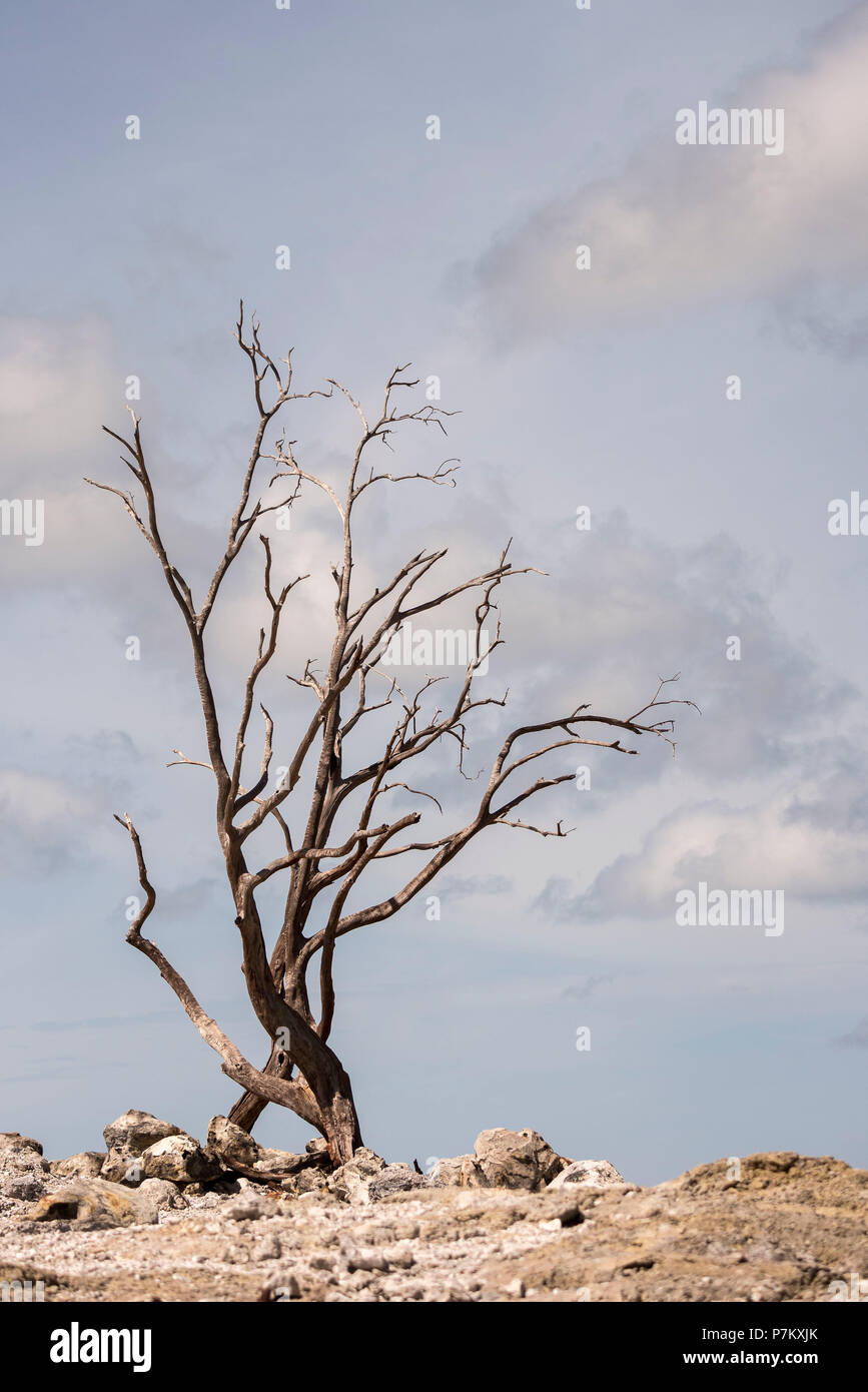 Dead tree on a volcano of the island Pulau Weh, Indonesia Stock Photo ...