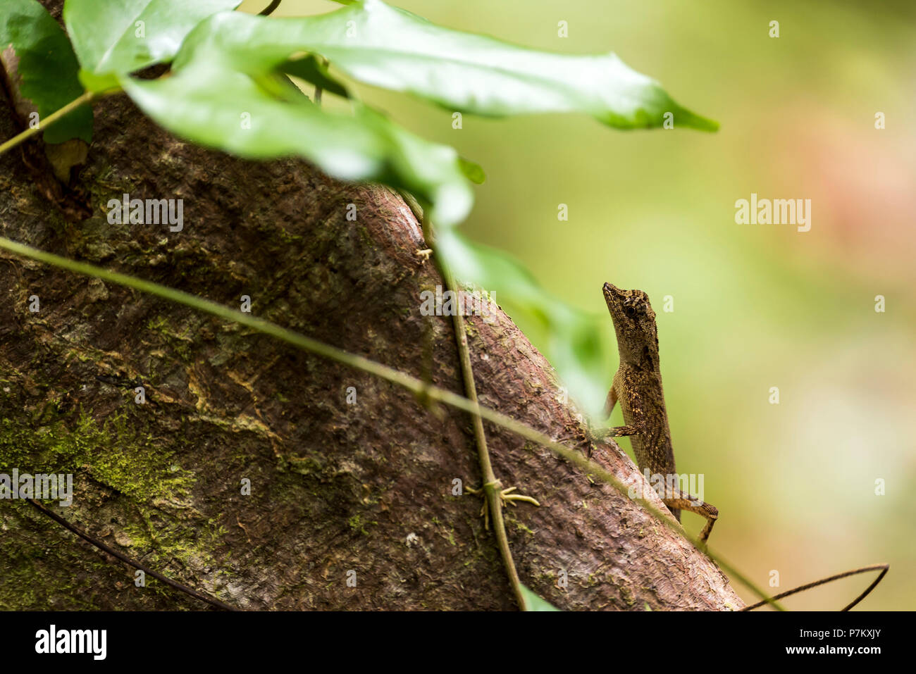 Tree lizard on tree trunk in the jungle of Indonesia Stock Photo - Alamy