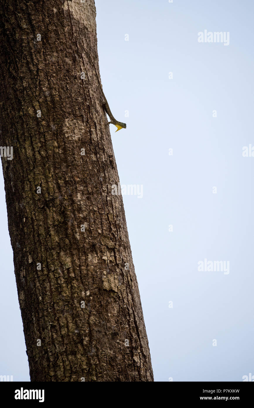Common flying dragon, Draco volans in the jungle of Indonesia Stock ...