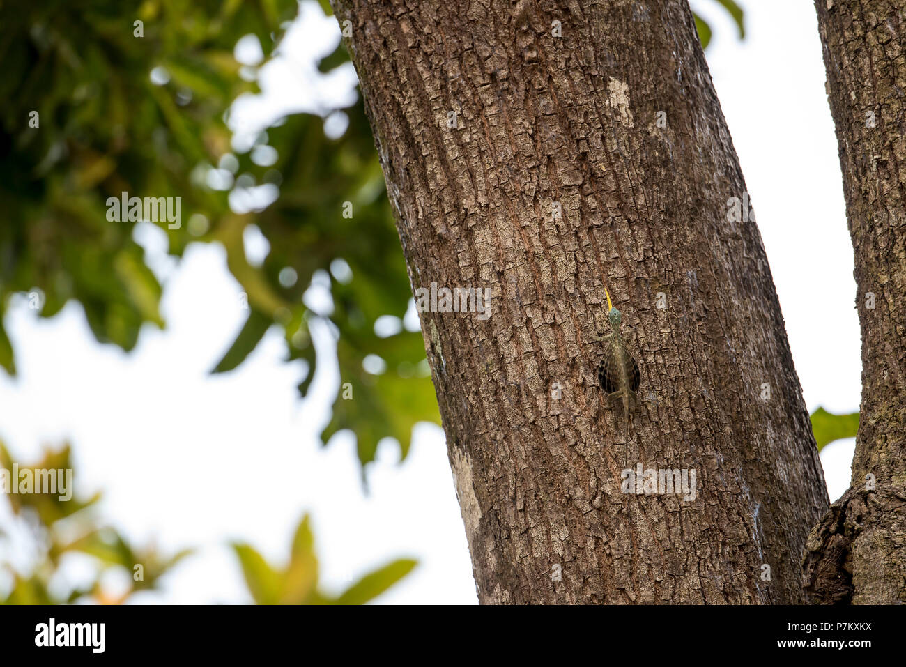 Draco volans hi-res stock photography and images - Alamy