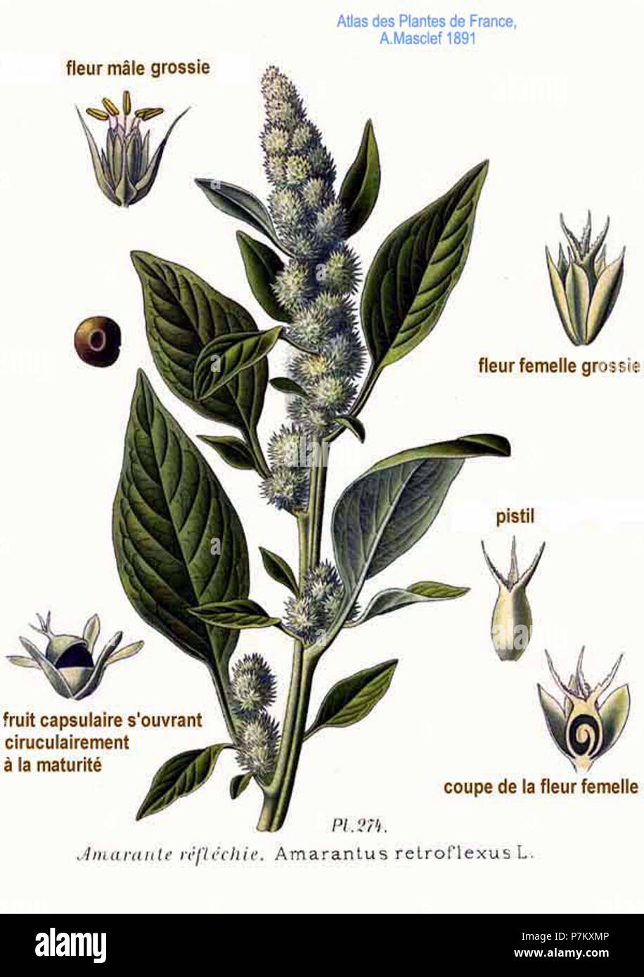 Amarantus hi-res stock photography and images - Alamy