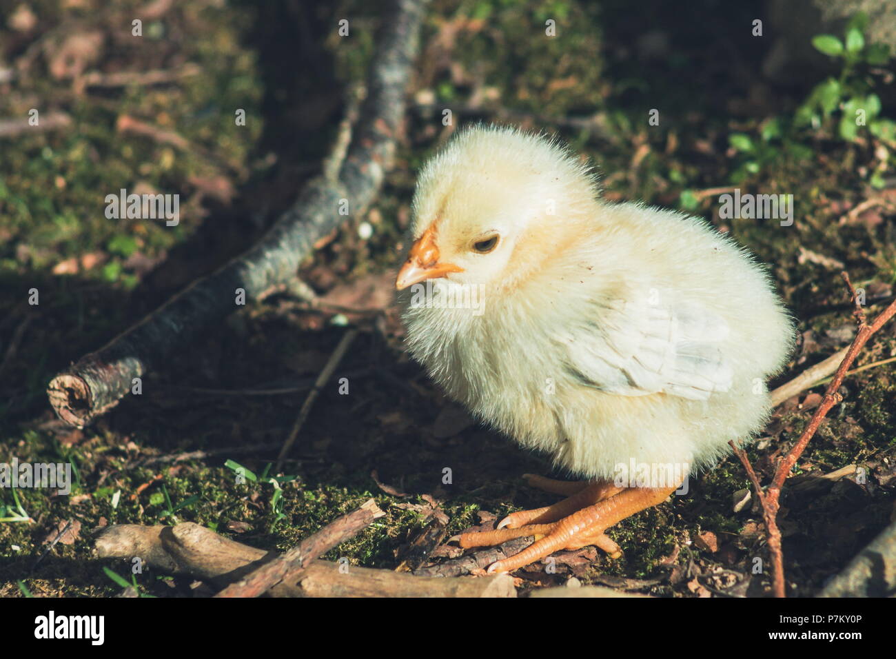 Close up image of a cute little free range baby chicken Stock Photo - Alamy