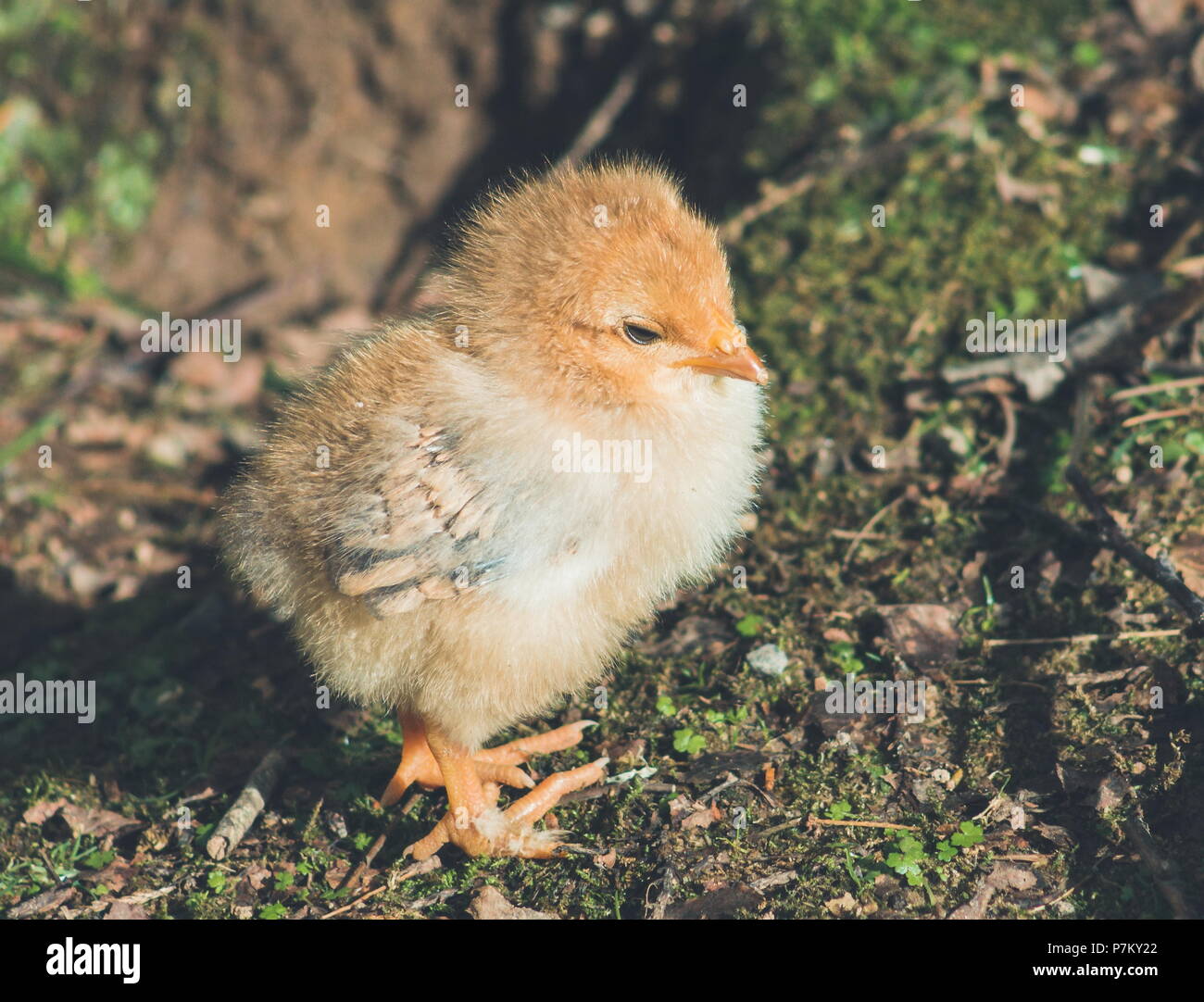 Cute baby chicken young hi-res stock photography and images - Alamy