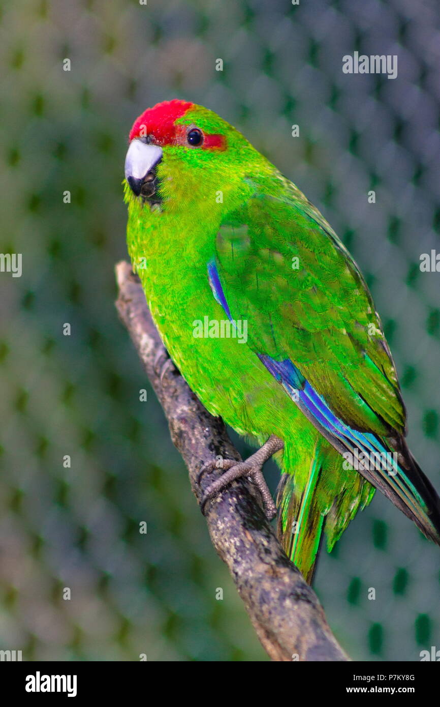Small parrot hi-res stock photography and images - Alamy