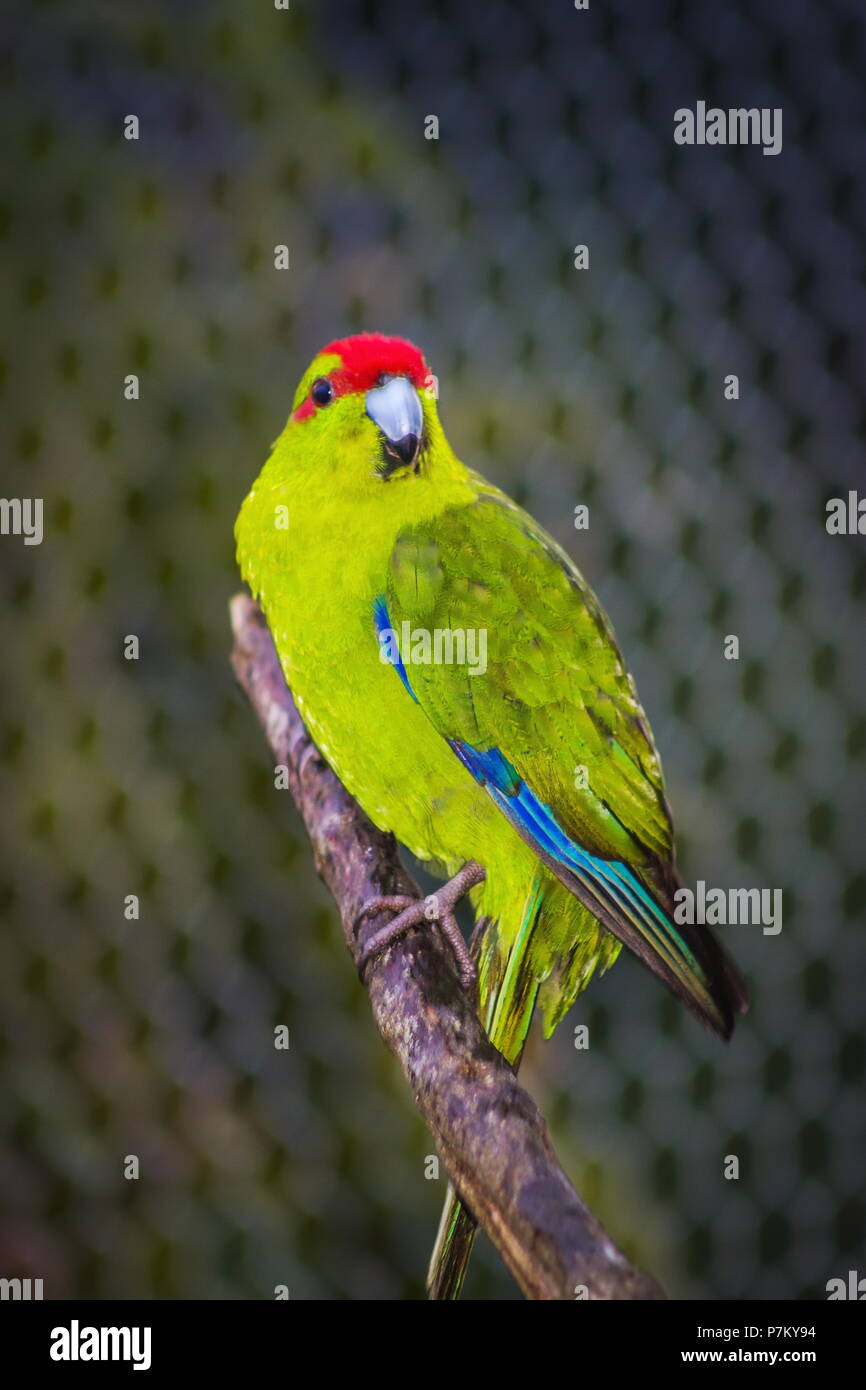 Kakariki bird hi-res stock photography and images - Alamy