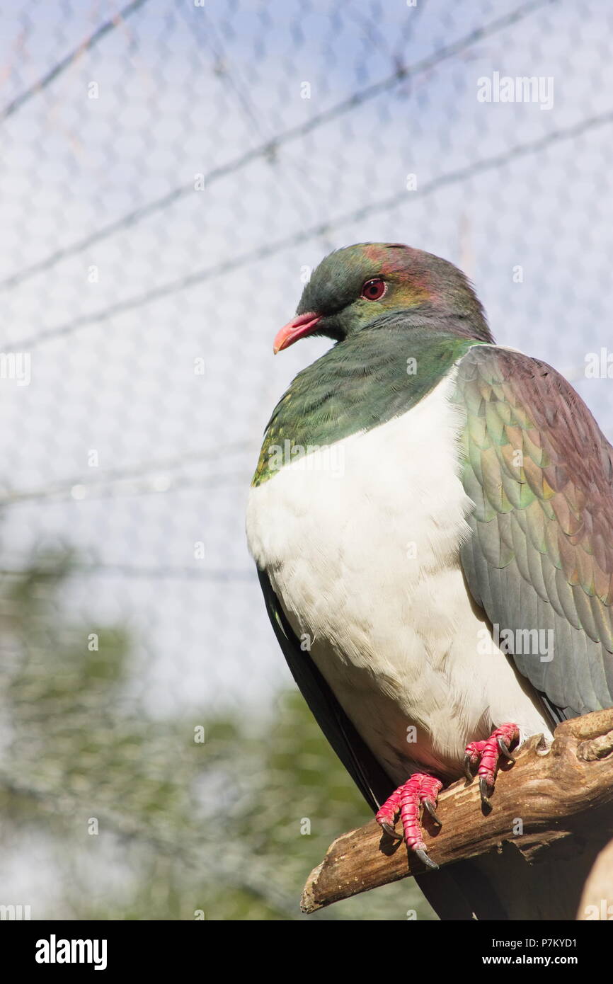The New Zealand pigeon or kereru (Hemiphaga novaeseelandiae) is a bird ...