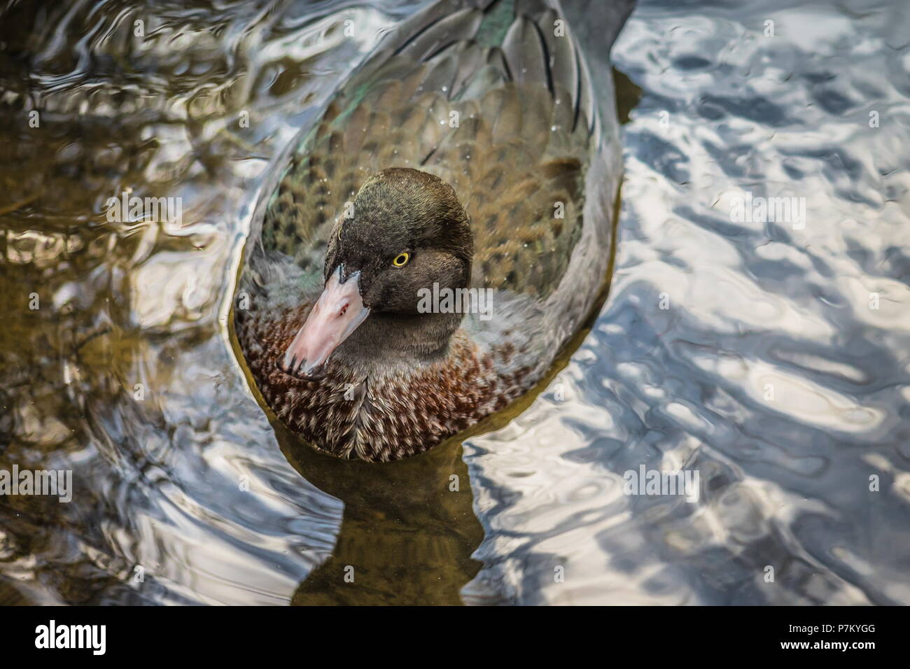 The blue duck (Hymenolaimus malacorhynchos) is a member of the duck ...