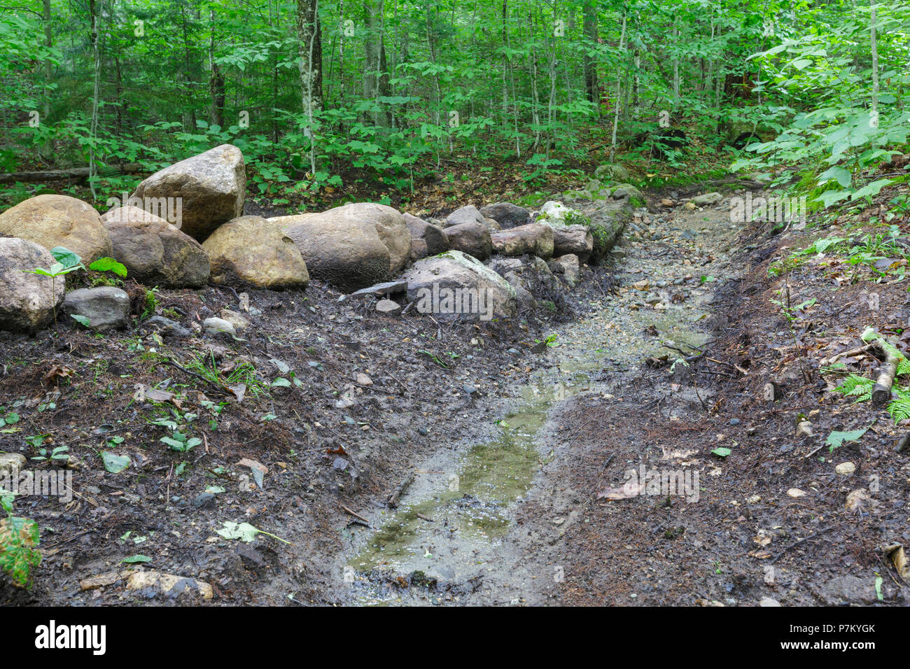 Newly built water drainage ditch along the Mt Kinsman Trail in the ...