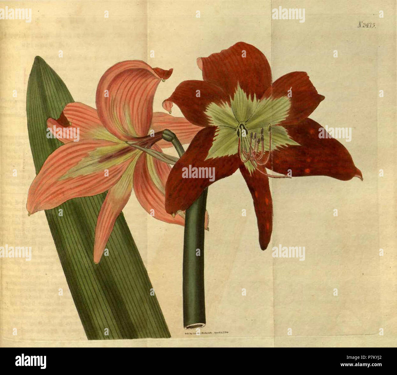 Hippeastrum striatum hi-res stock photography and images - Alamy