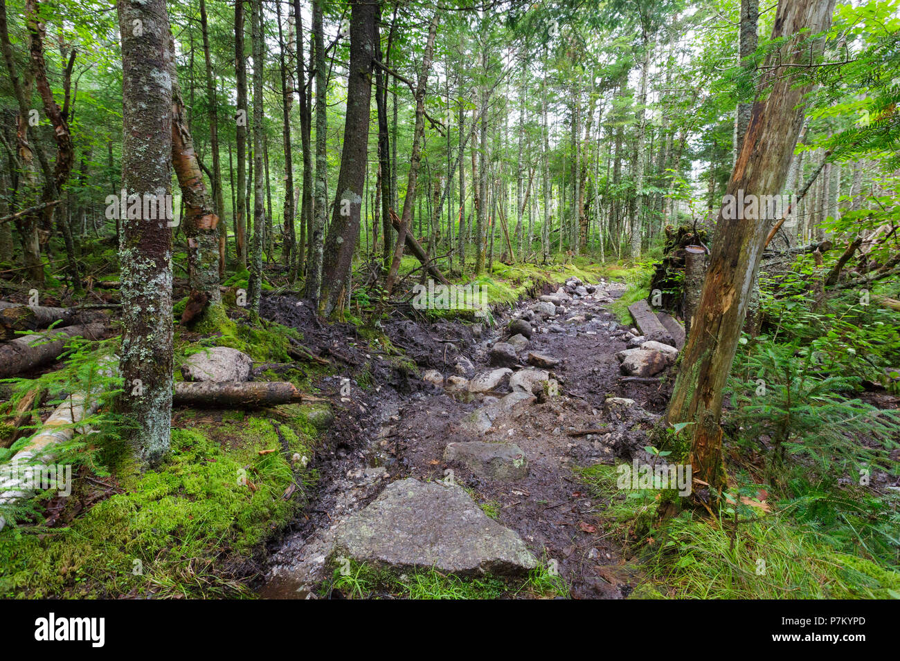 Water drainage along the Bald Peak Spur in the White Mountains, New ...