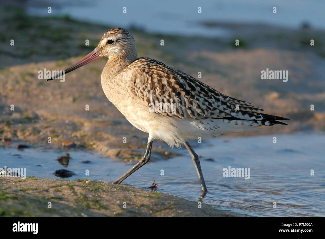 Detailed photo of a sandpiper in a beach in the north of Portugal in a ...