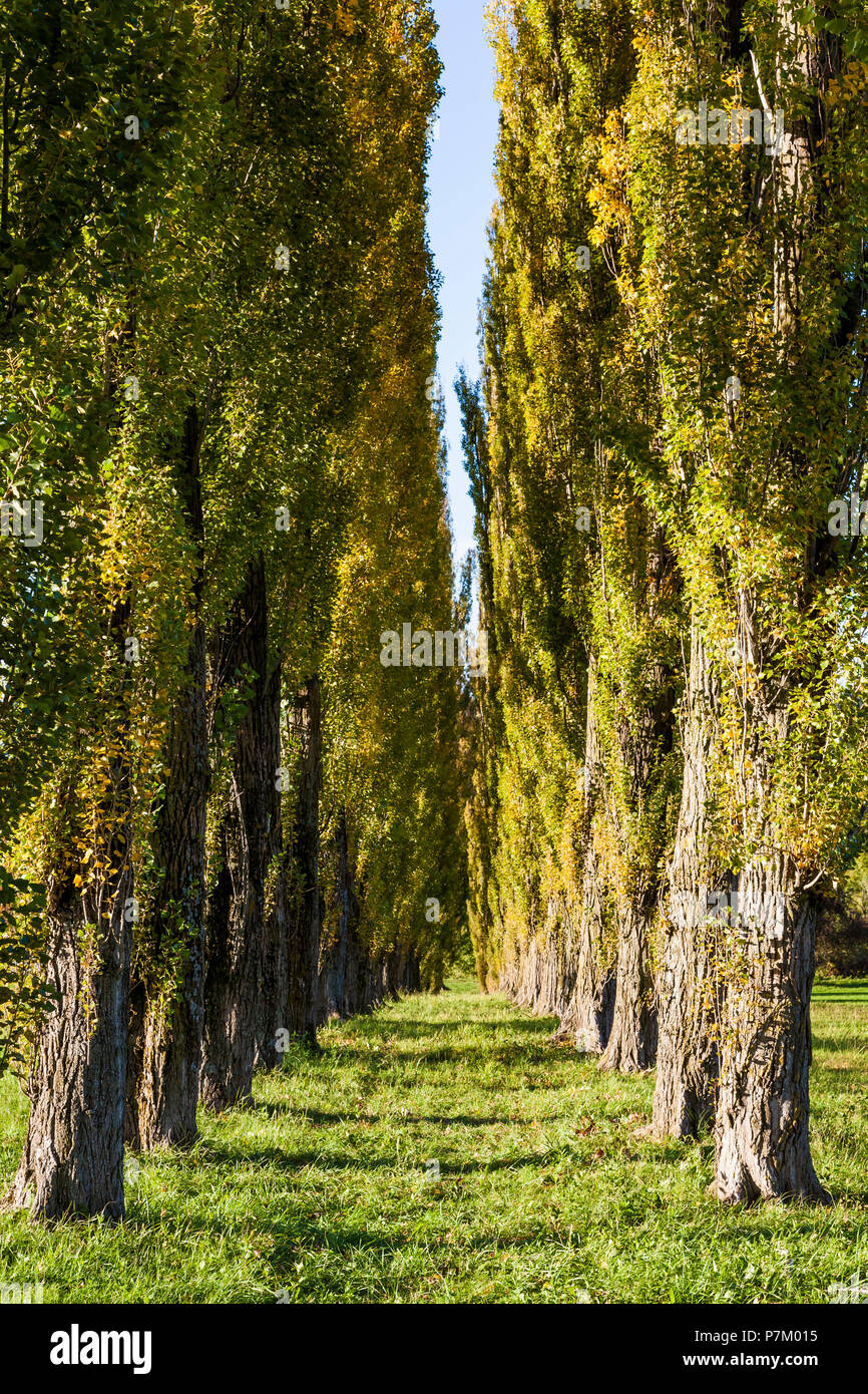 Poplar trees germany hi-res stock photography and images - Alamy