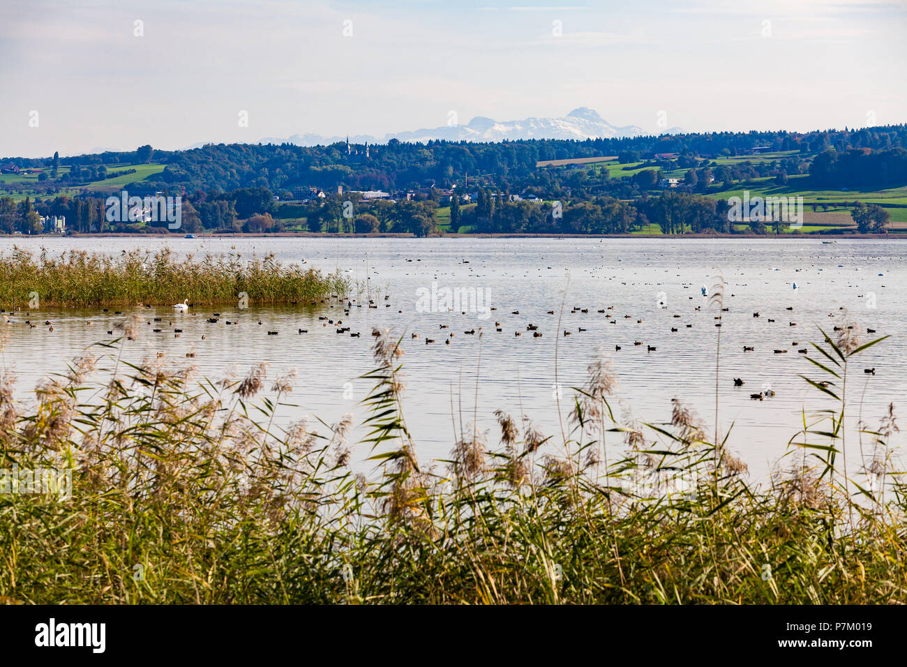 Reichenau island hi-res stock photography and images - Alamy