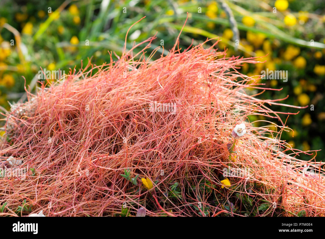 Dodder (Cuscuta epithymum), parasitic plant growing on gorse, Cornwall ...