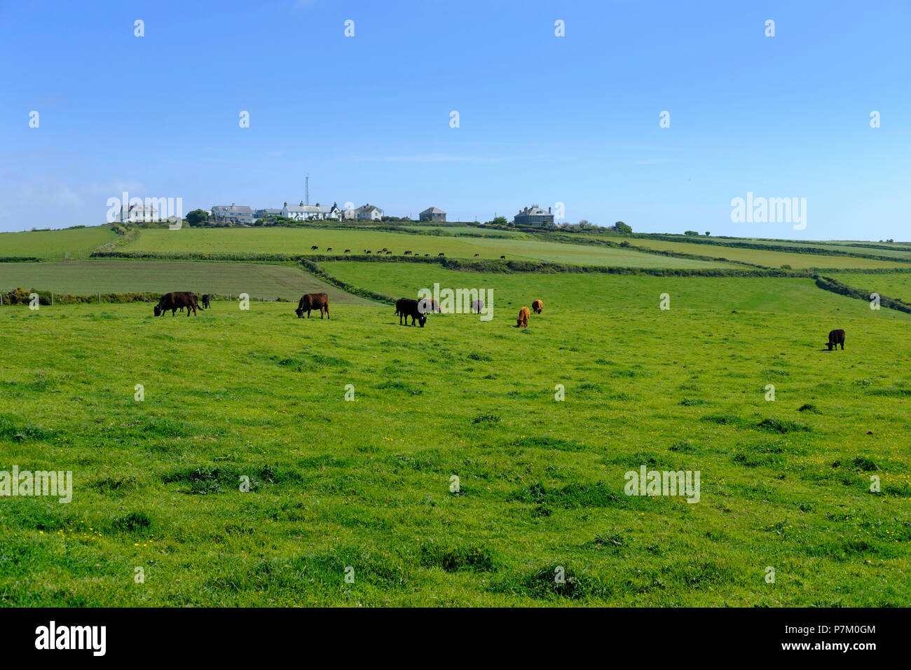 Cow pasture, Village The Lizard, Lizard Peninsula, Cornwall, England ...