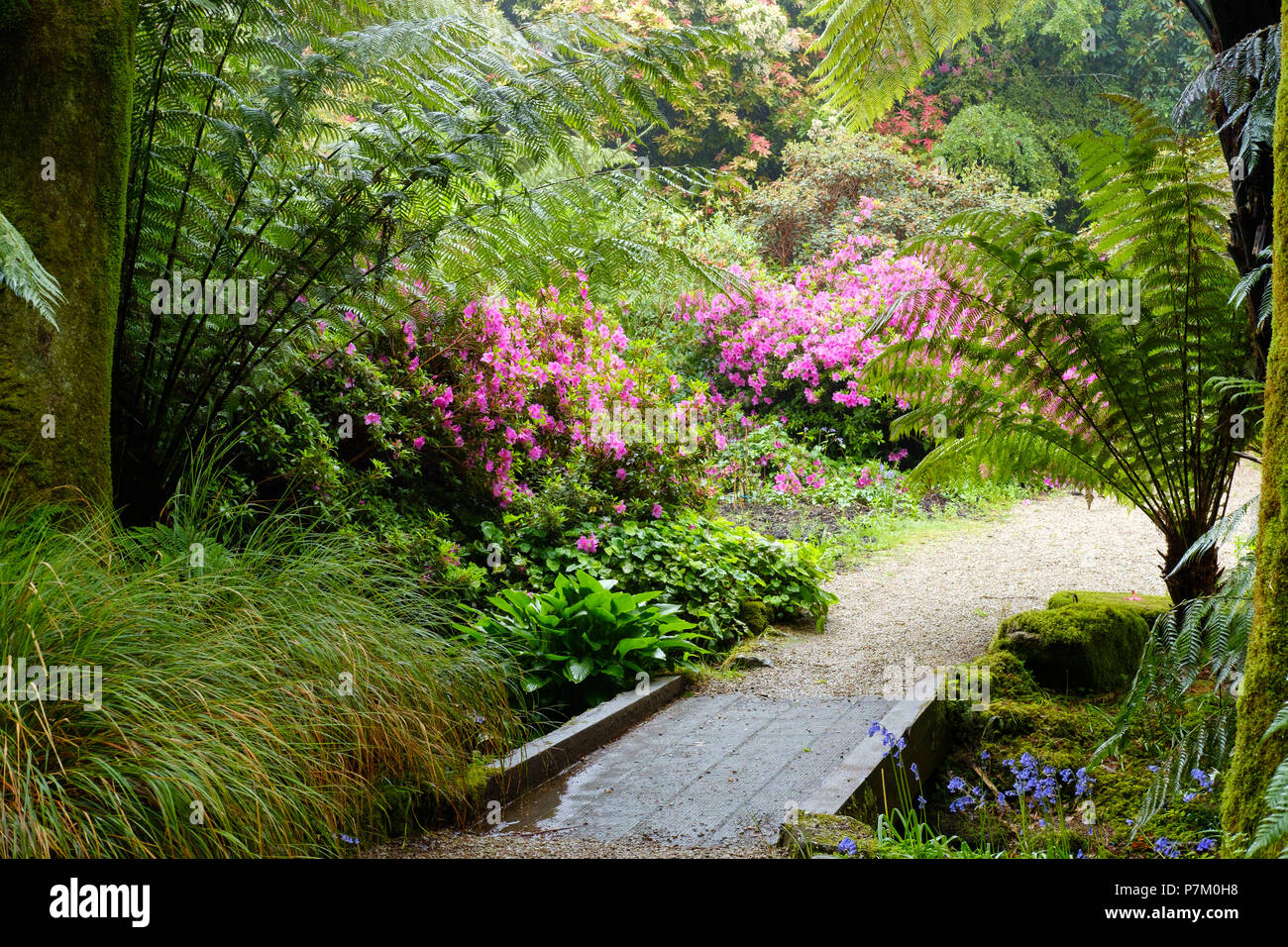 Tree fern uk garden hi-res stock photography and images - Alamy