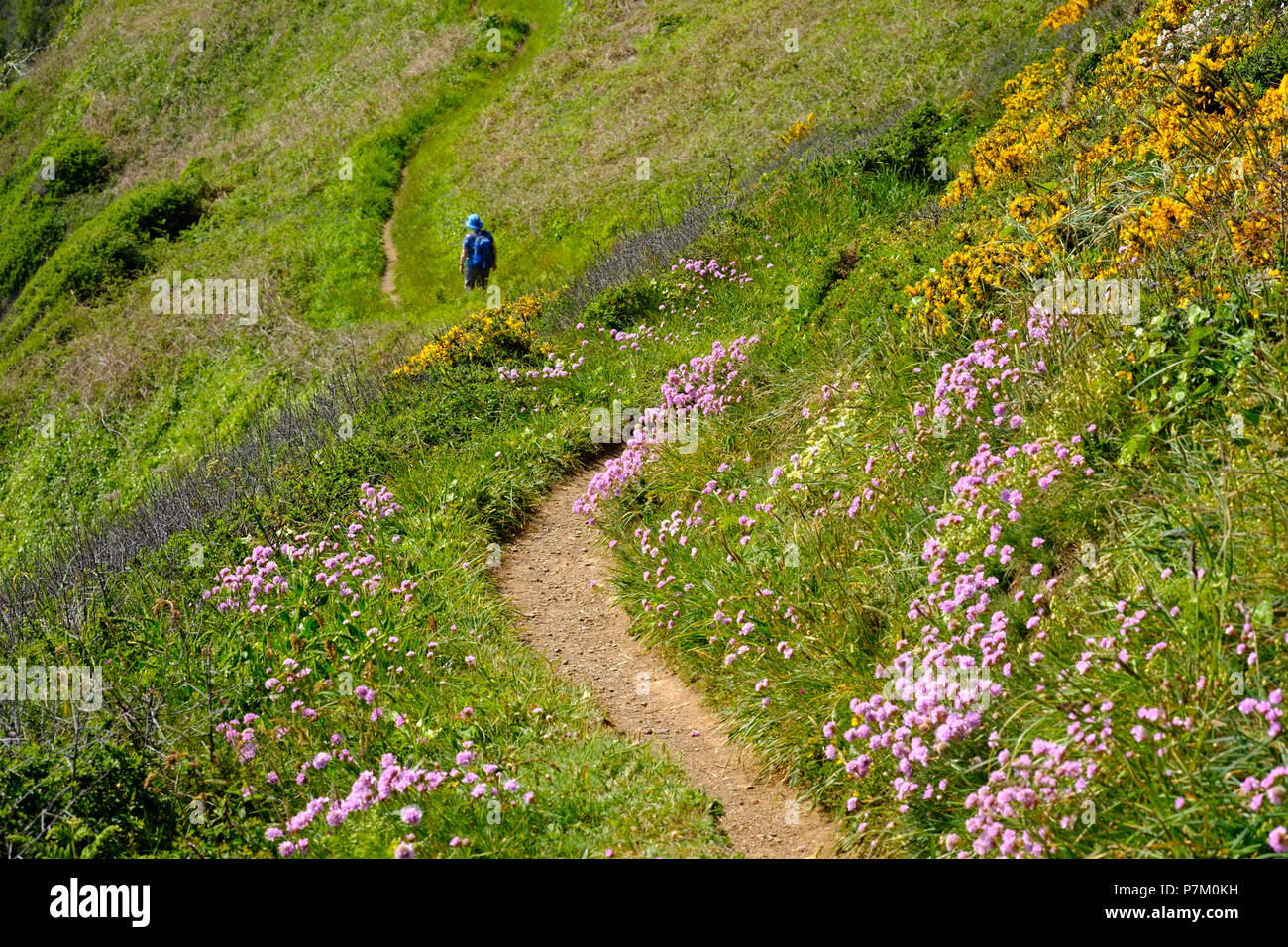 Coast Path, coastal path with flowering sea thrift and broom, Polperro ...