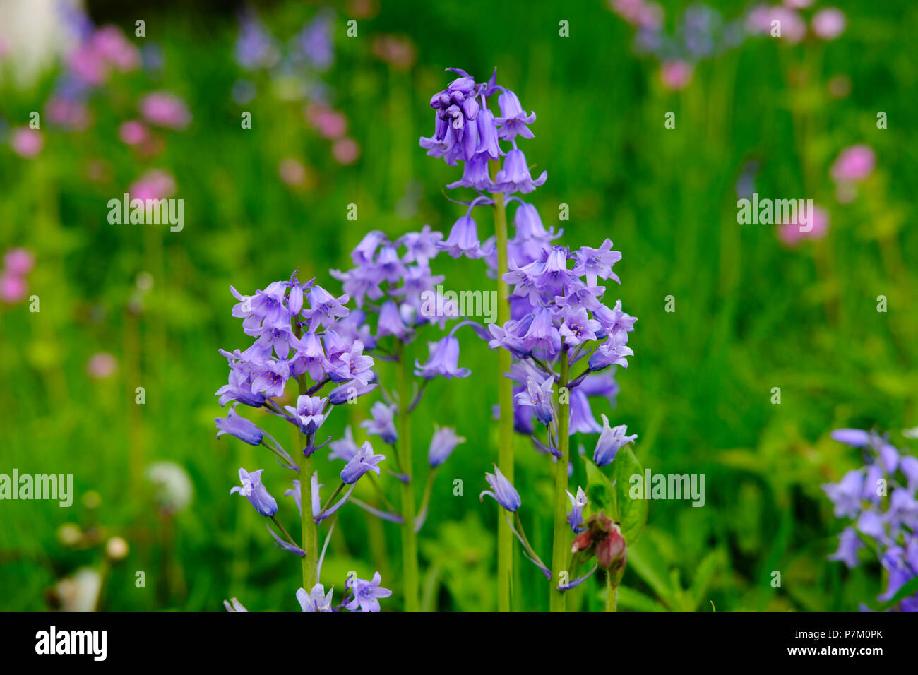 Blossoms of common bluebell (Hyacinthoides non-scripta), Blue Bell ...