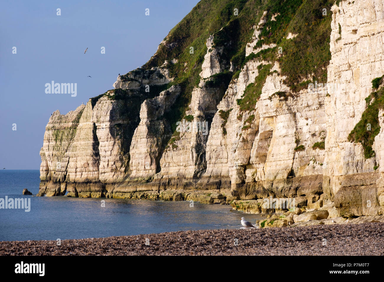 Chalk cliffs at Beer, Jurassic Coast, Jurassic Coast, Devon, England ...