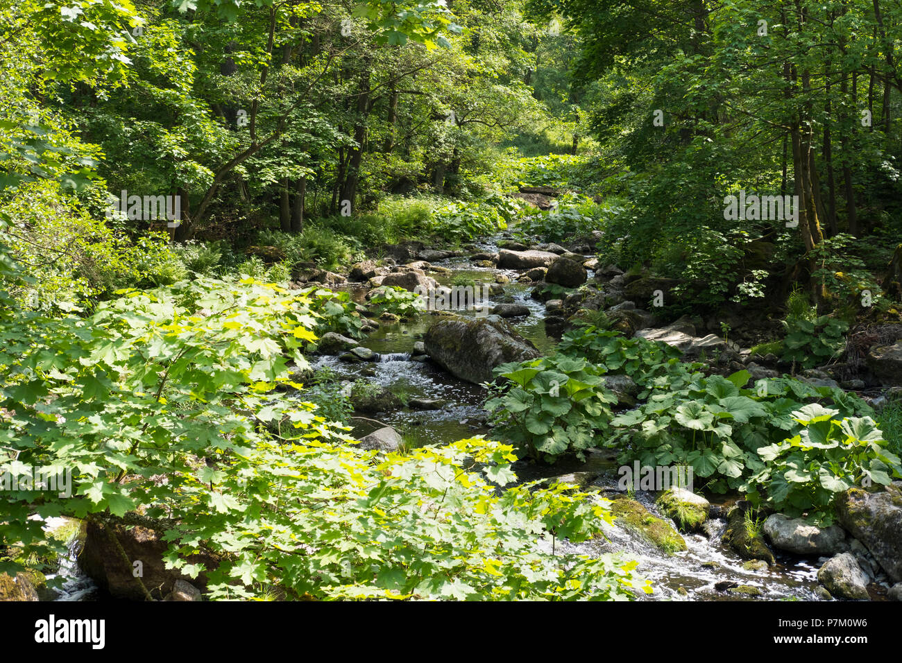 River Selbitz, Höllental near Lichtenberg, Franconian Forest, Upper ...