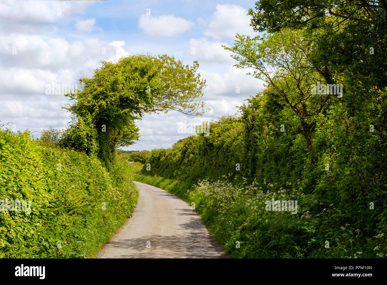 Rural road with hedges, at Bude, Cornwall, England, UK Stock Photo - Alamy