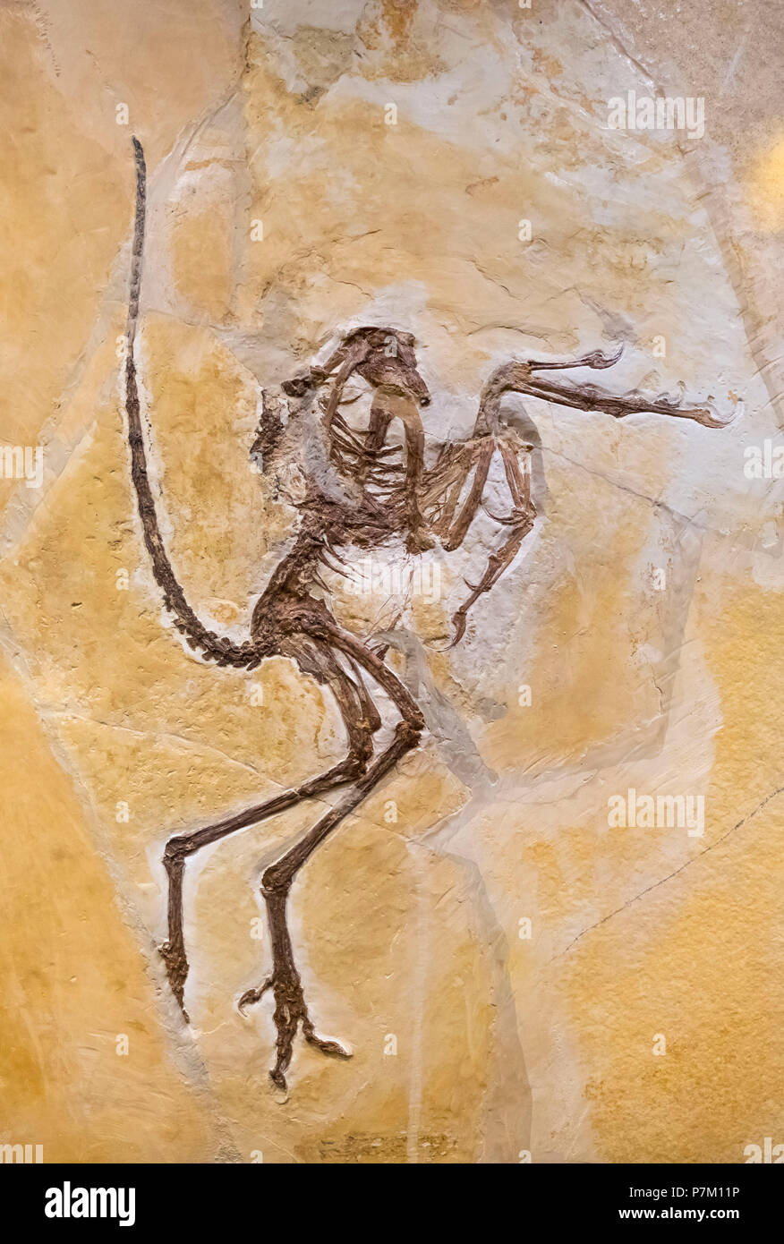 Solnhofen Fossil High Resolution Stock Photography and Images - Alamy