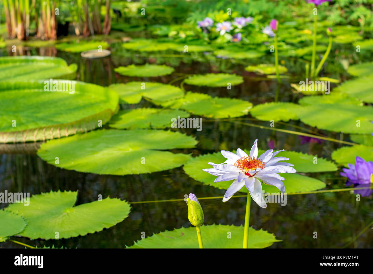 Pond with waterlillies hi-res stock photography and images - Alamy