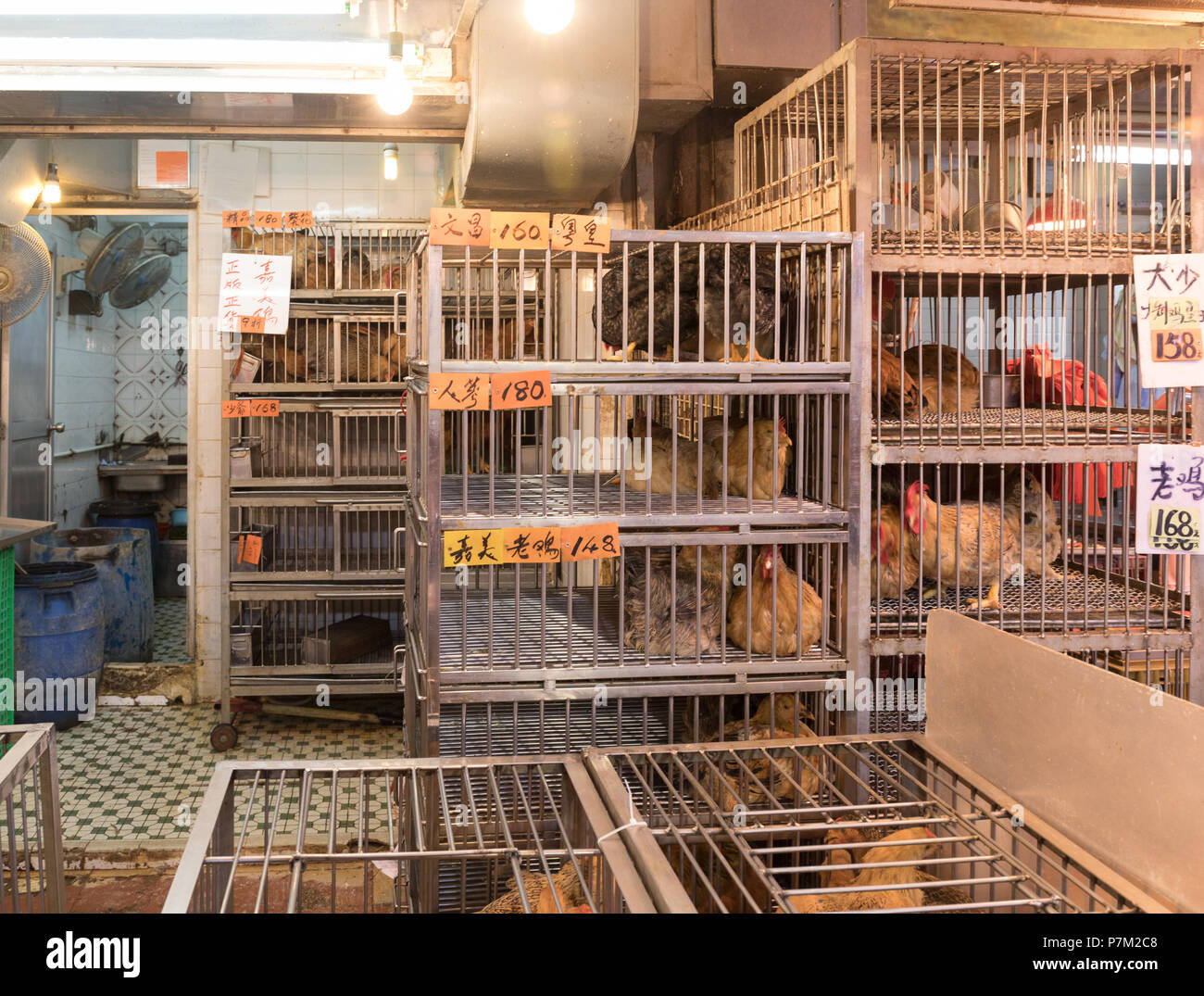 Chickens in Cages for Sale at Local Market in Hong Kong Stock Photo - Alamy