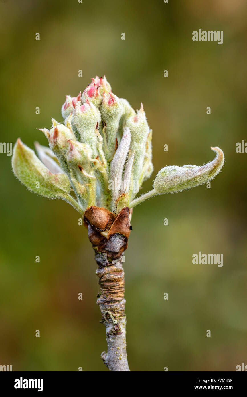 Pear tree blossom hi-res stock photography and images - Alamy