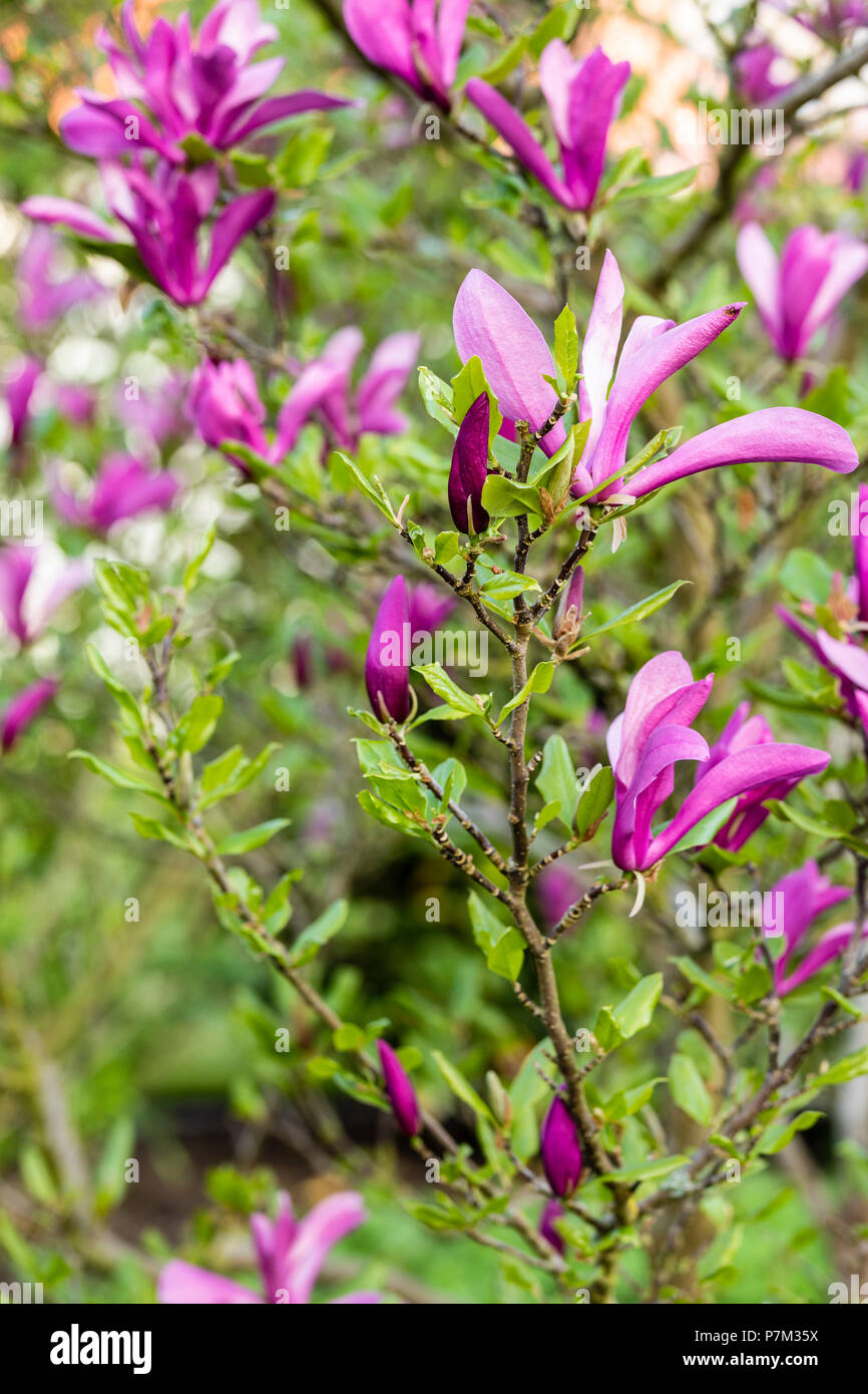 Magnolia susan hi-res stock photography and images - Alamy