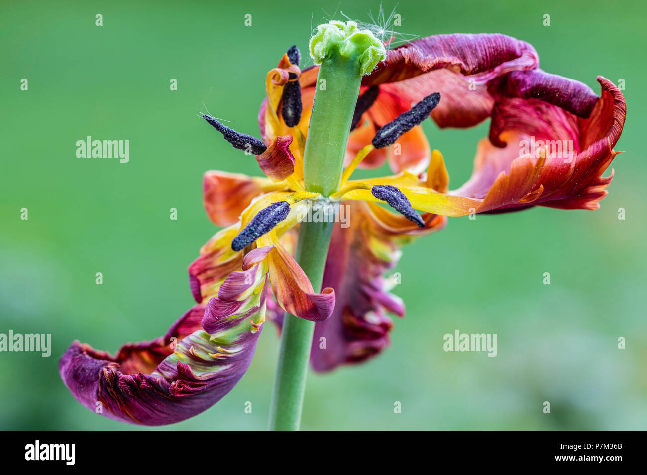 Faded tulip flower hi-res stock photography and images - Alamy