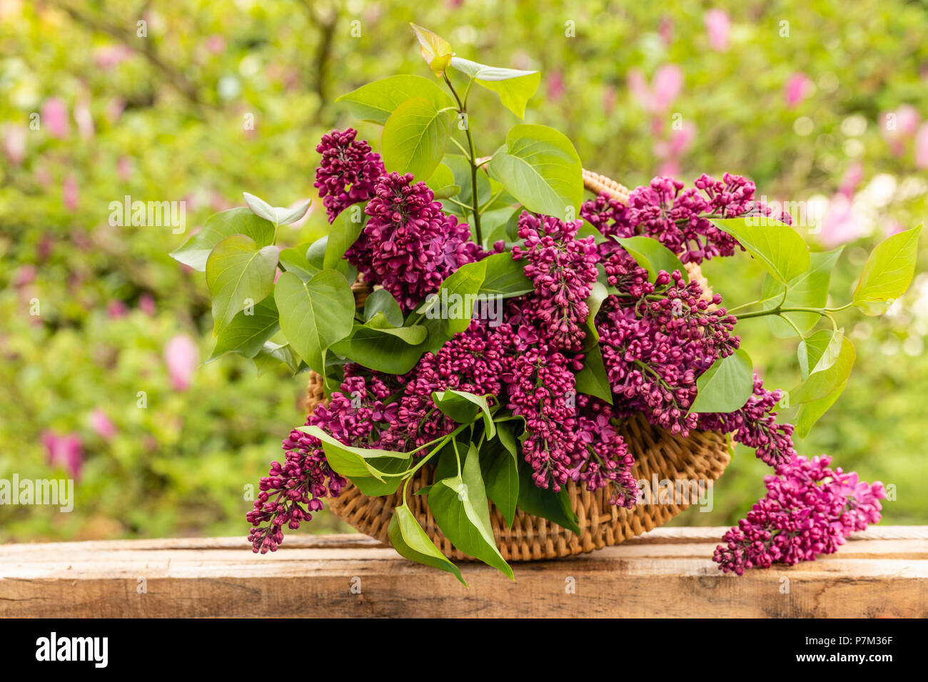 Lilac vase hi-res stock photography and images - Alamy