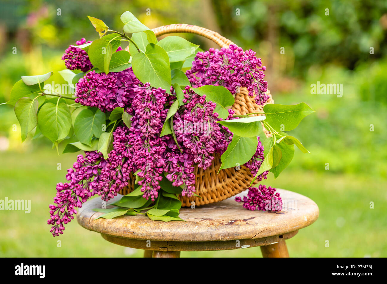 Lilac vase hi-res stock photography and images - Alamy