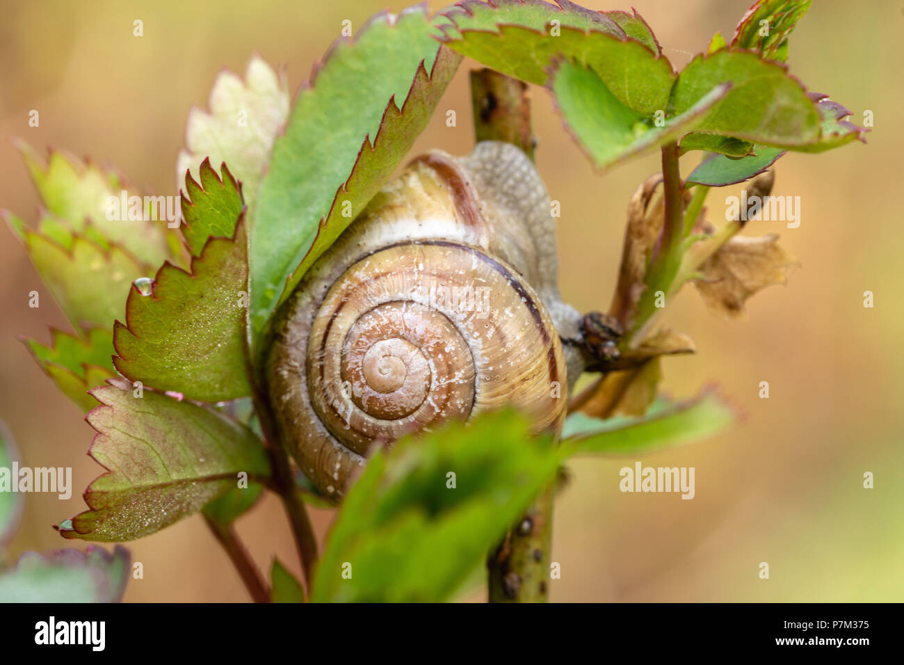 Garden banded snail, Cepaea hortensis on rose bush Stock Photo - Alamy