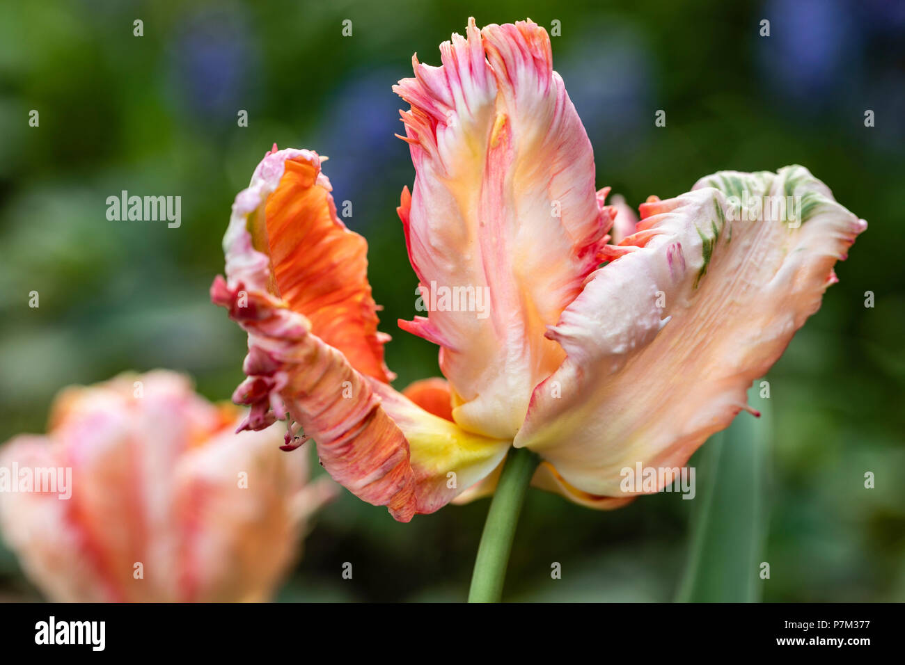Parrot Tulip 'Texas Flame', close-up Stock Photo - Alamy