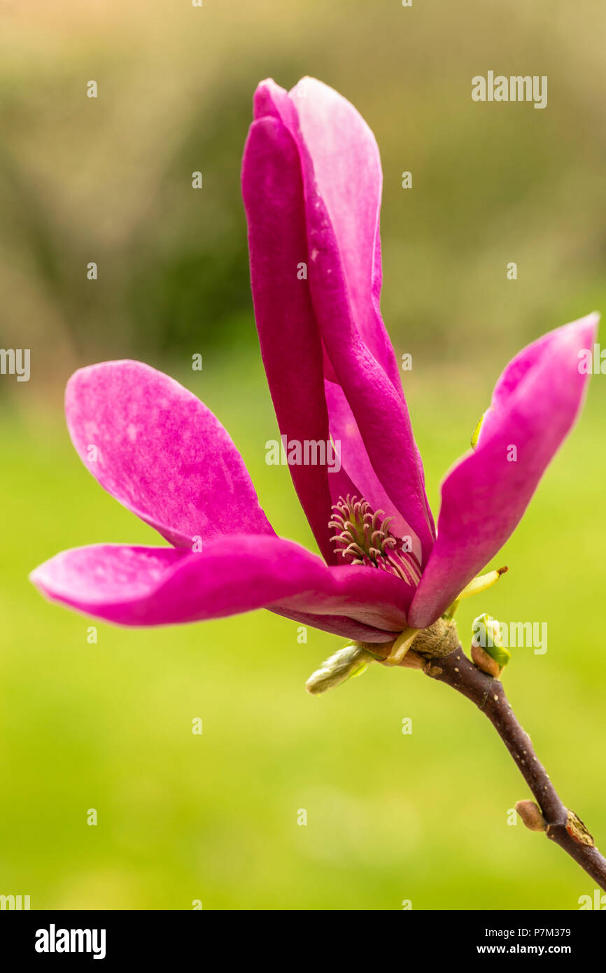 Magnolia susan tree hi-res stock photography and images - Alamy